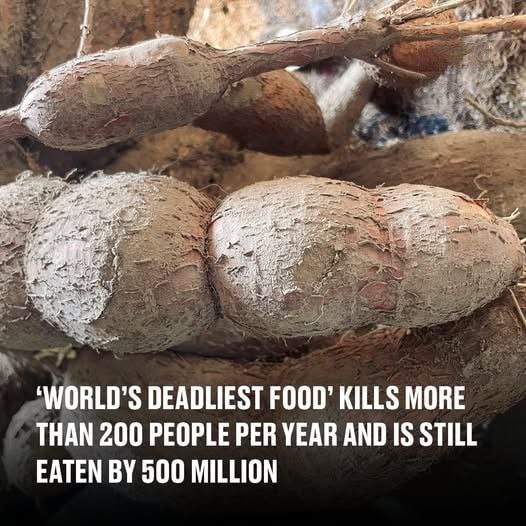 World’s deadliest food’ kills more than 200 people per year and is ...